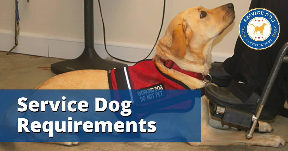 The Requirements for a Dog to Become a Service Dog