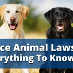 Service Animal Laws