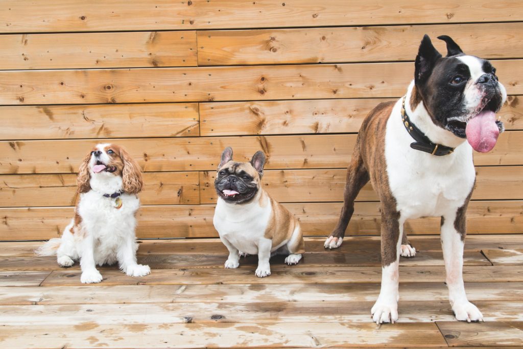 Can I Have 2 Emotional Support Animals Service Dog Certifications