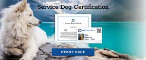 How to Fly to Canada with a Service Dog