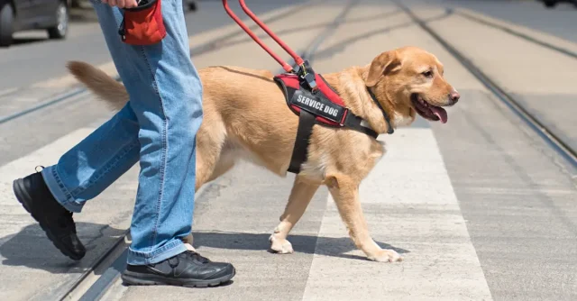 ADA Service Dog Laws - Service Dog Certifications