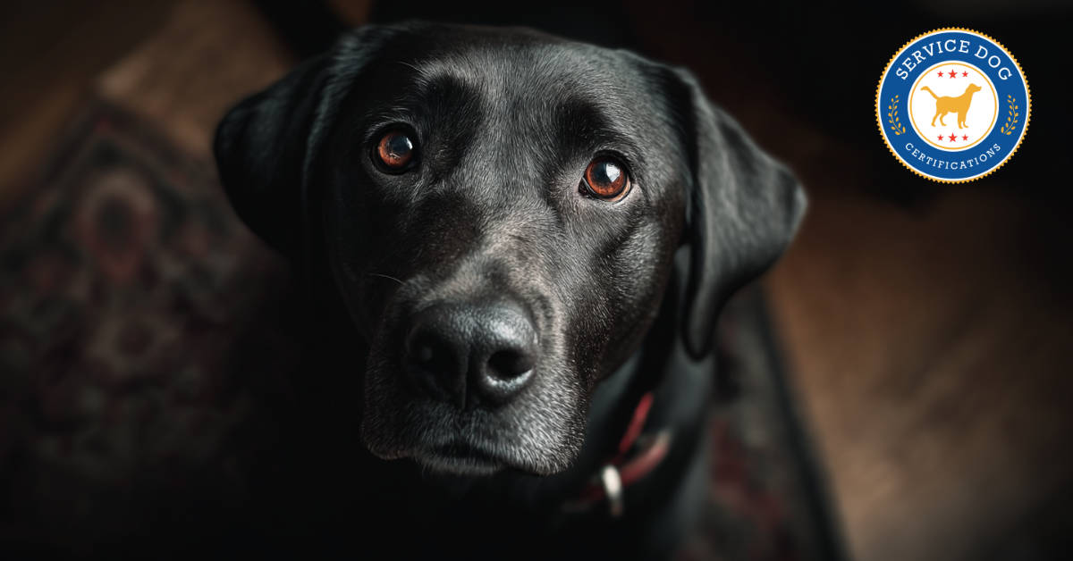 Everything to Know about Diabetic Service Dogs - Service Dog Certifications