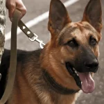 The Steps for Veterans to Get a Service Dog