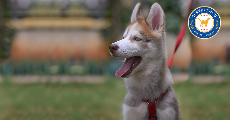 What is a Public Access Test for Service Animals? - Service Dog ...