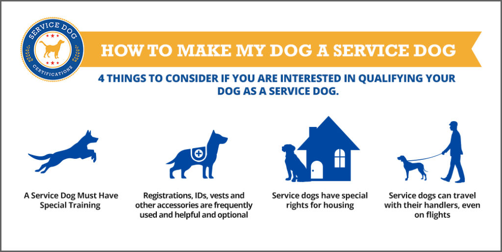 How To Fly With A Service Dog On United Airlines Service Dog 