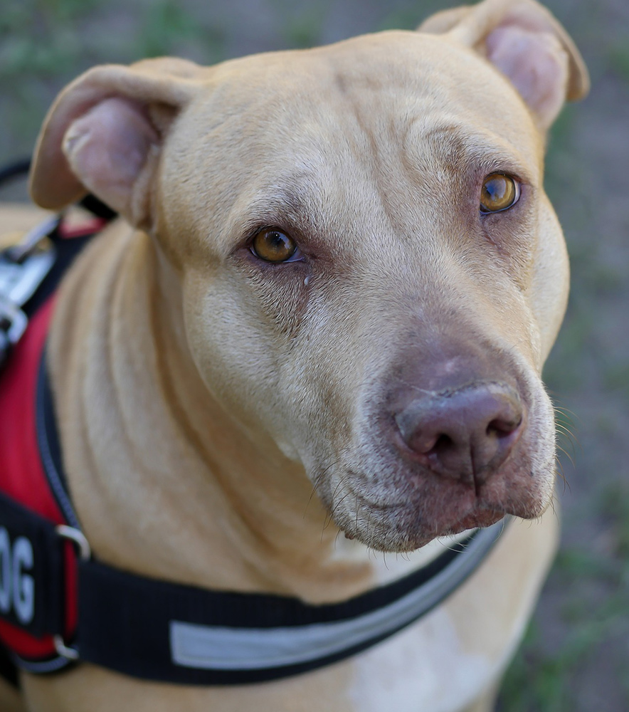 Can You Ask For Proof Of Service Dog