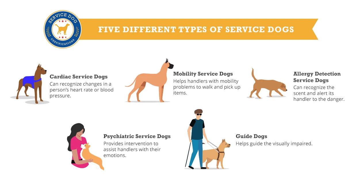 Service Dog Registration Service Dog Certifications Atelier yuwa ciao jp Service Dog Registration Service Dog Certifications Atelier yuwa ciao jp