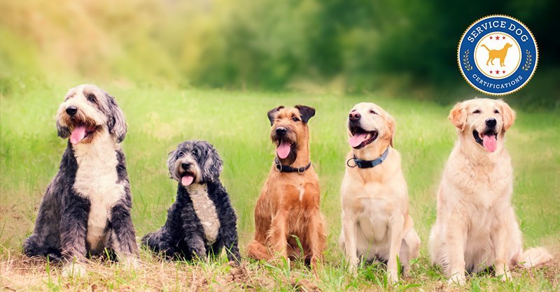 Five Different Types of Service Dogs