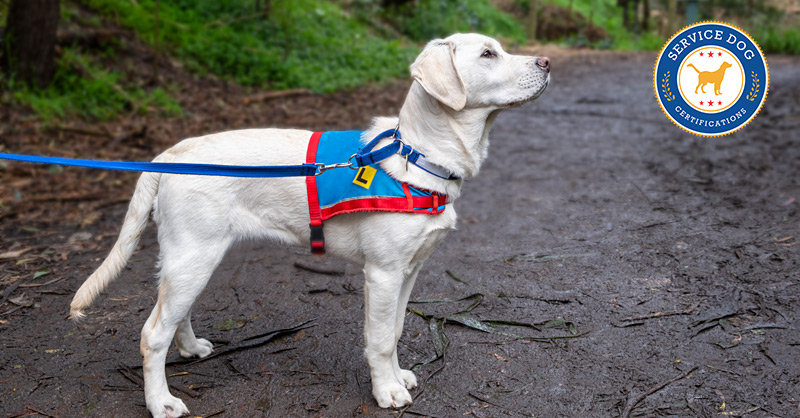 Service Dog Training Tip – Walking on a Leash