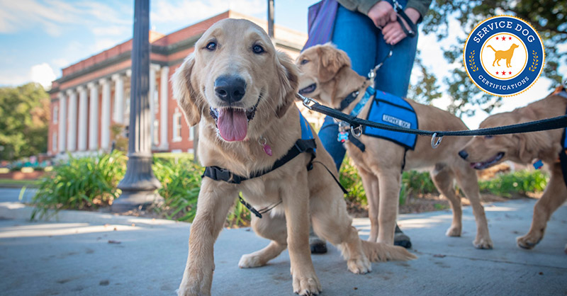 Public Access Test Service Dog Certifications public-access-test-service-dog-certifications