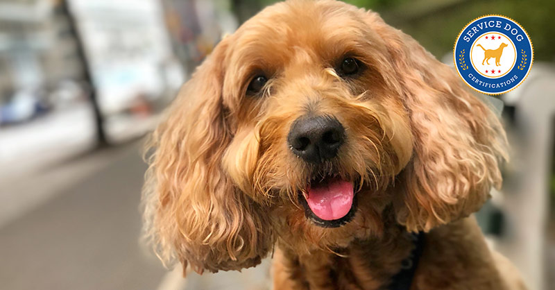 Where Can a Service Dog Go in New York? - Service Dog Certifications