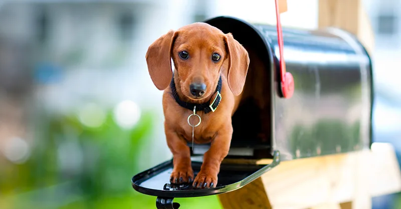 How Do I Get A Service Letter For My Dog Service Dog Certifications