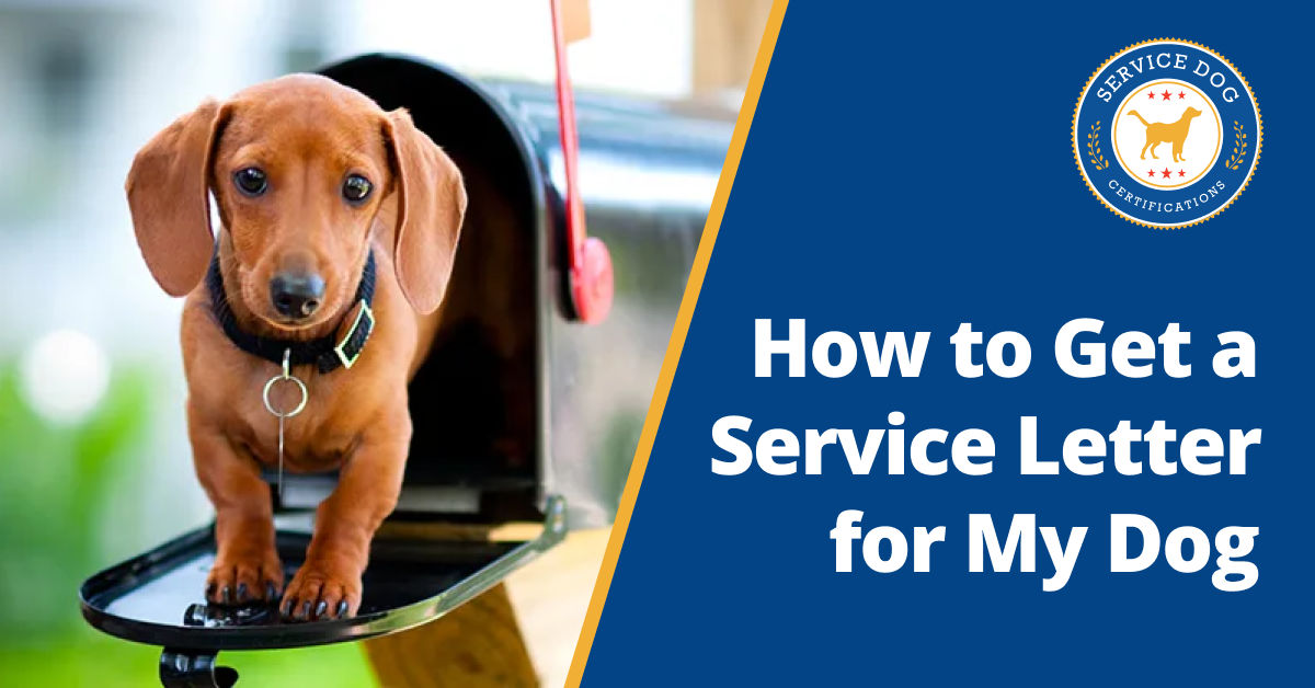 How Do I Get A Service Letter For My Dog?