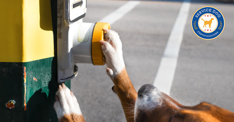 A List of All Service Dog Tasks