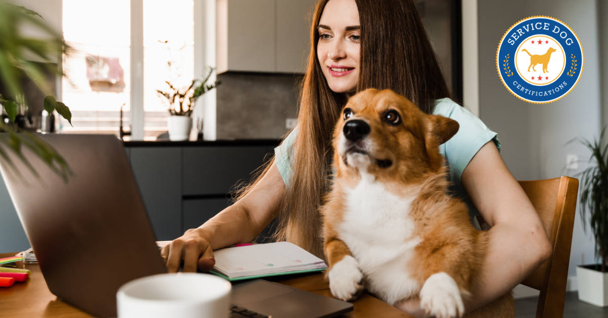 How to Choose Pet Insurance: A 4-Step Guide