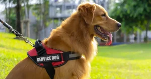 ADHD Service Dog Tasks - Service Dog Certifications