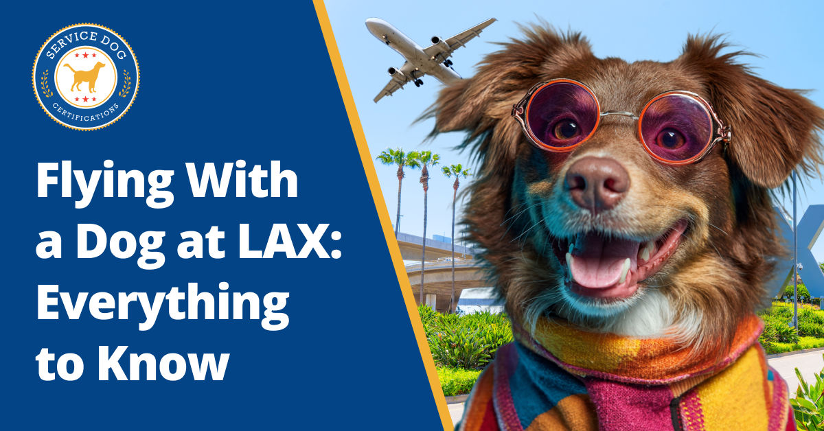 Flying With a Dog at LAX: Relief Areas, Parking, and Tips